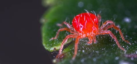 Image result for Spider Mite Control