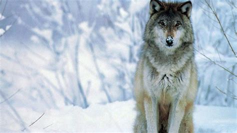 Image result for Wolves in Winter