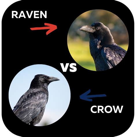Image result for Crow Vs Raven Differences
