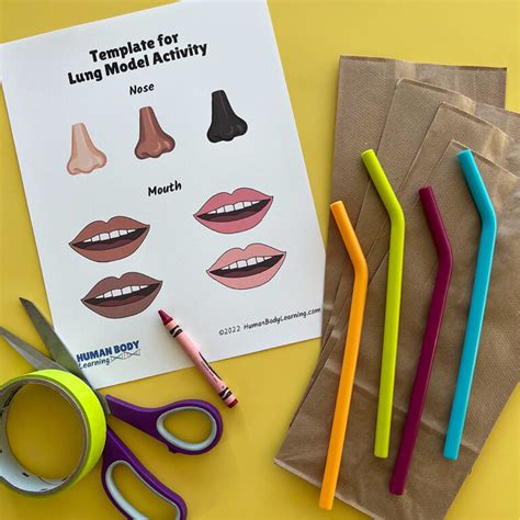 Image result for Simple Lung Model