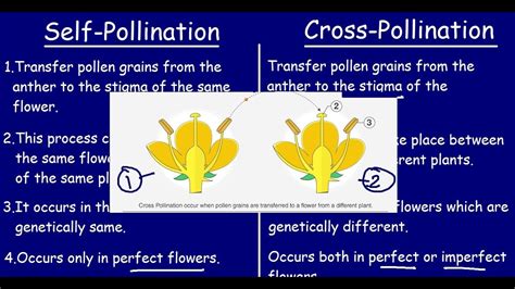 Image result for Examples of Self Pollination