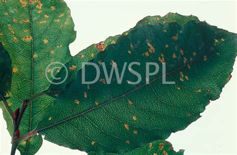 Image result for Willow Tree Rust