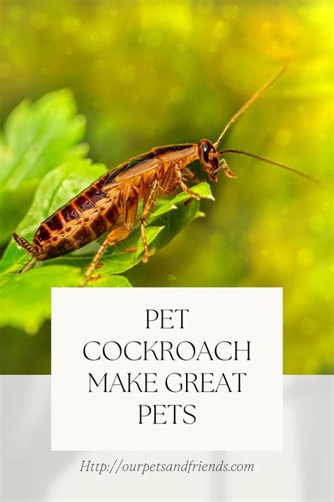 Image result for Pet Cockroach