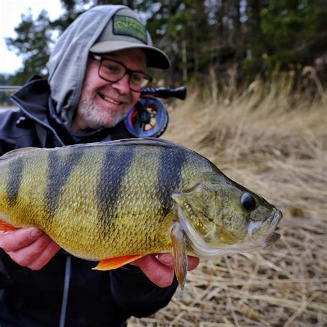 Image result for Fly Vision