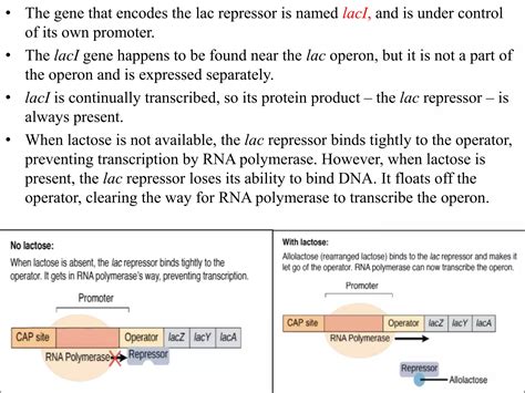 Image result for Operon Types