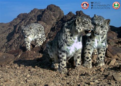 Image result for Snow Leopard Eating