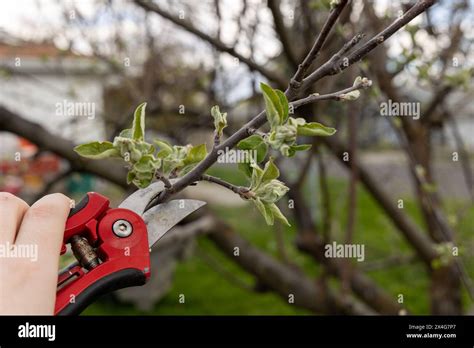 Image result for Pruning an Apple Tree in Spring