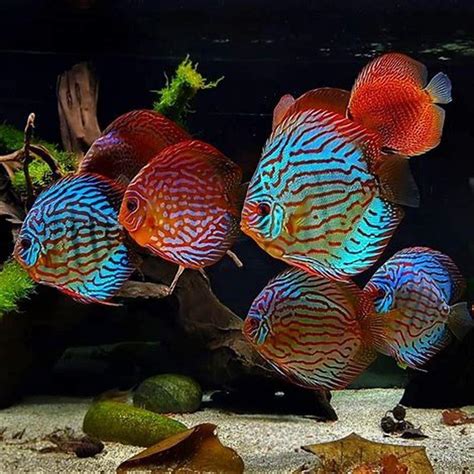 Image result for Live Discus Fish