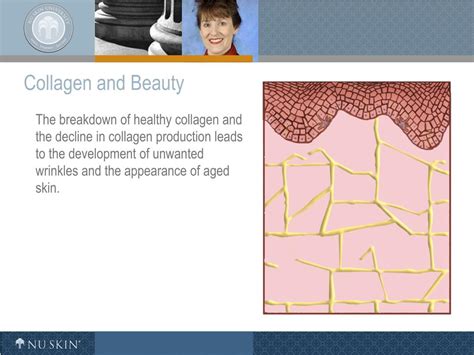 Image result for Collagen Function