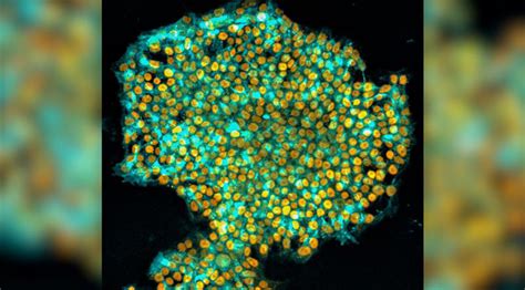 Image result for Memory Cells