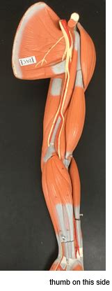 Image result for Lumen Learning Arm Muscle
