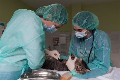 Image result for Veterinary surgery Surgery Types