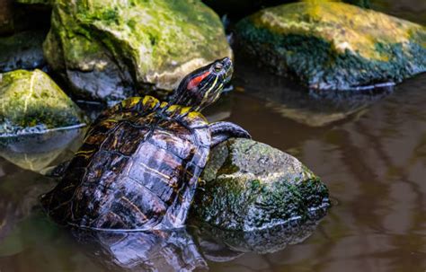 Image result for Red Ear Slider Turtle