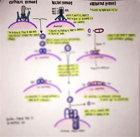Image result for Complement System Coloring