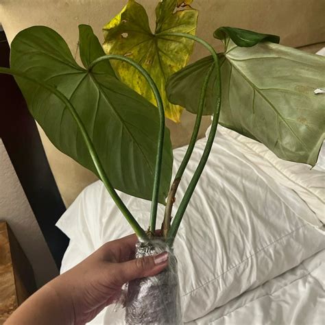 Image result for Custom House Numbers Mailbox