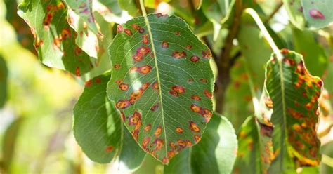 Image result for Cherry Tree Rust