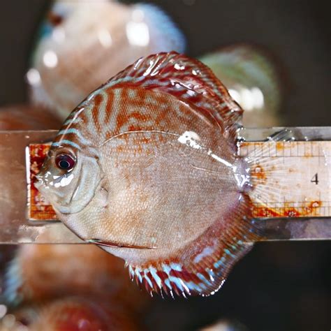 Image result for Ruby Red Discus