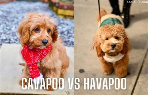 Image result for Cavapoo vs Havapoo