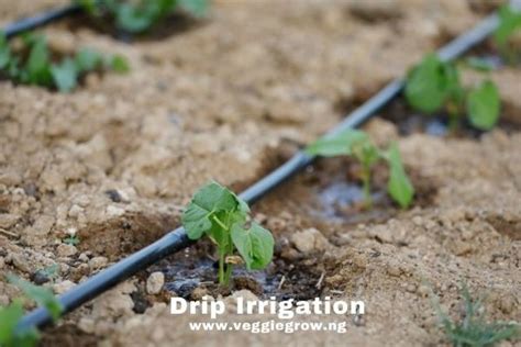 Image result for Components of Drip Irrigation System