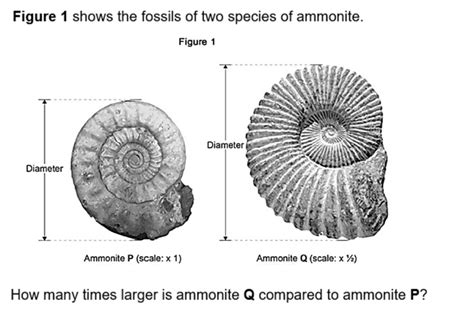 Image result for GCSE Inheritance Questions and Answers