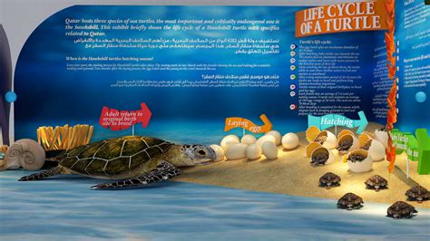 Image result for Turtle Life Cycle Videos
