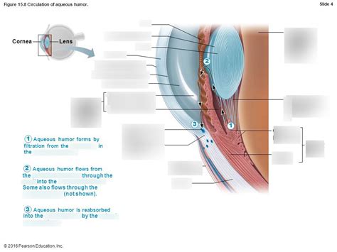 Image result for Aqueous Humor