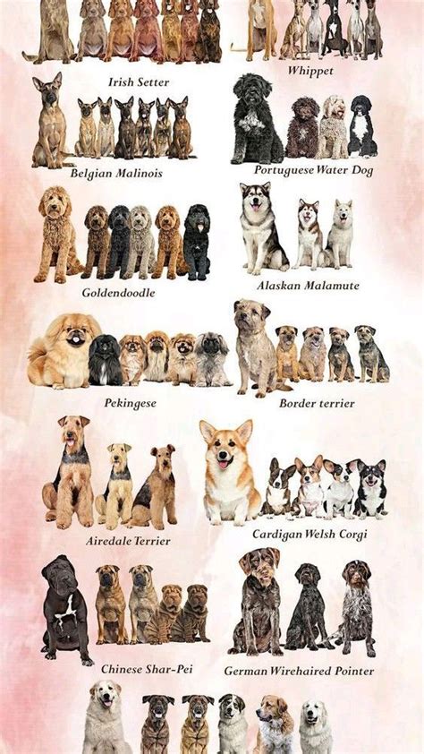 Image result for Normal Dog List