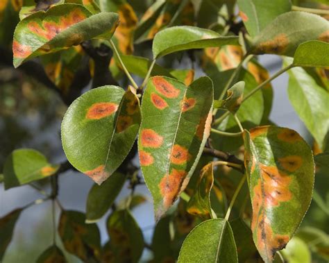 Image result for Cherry Tree Rust