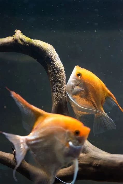 Image result for Angelfish Breeding