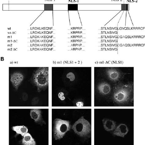 Image result for Nuclear Envelope Localization
