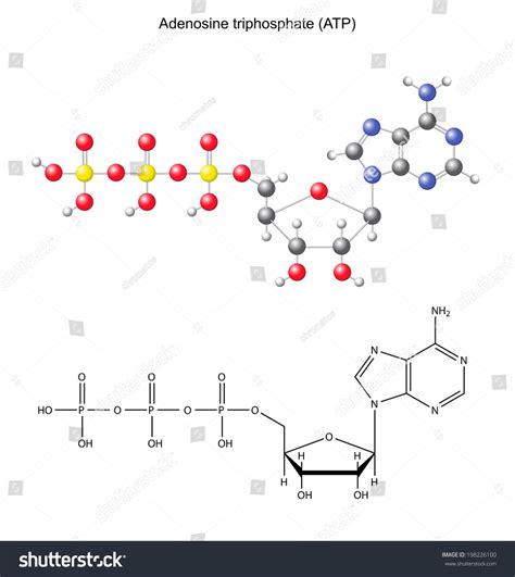 Image result for ATP Structural Formula
