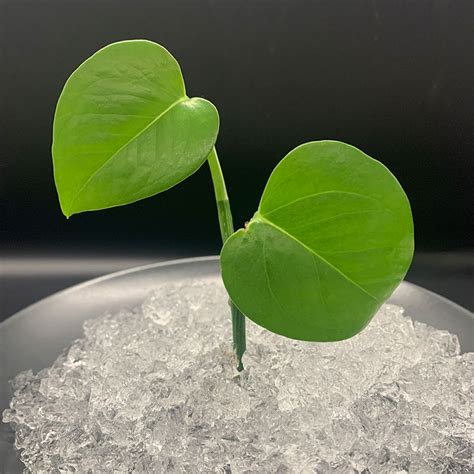 Image result for SAP Super Absorbent Polymer Powder