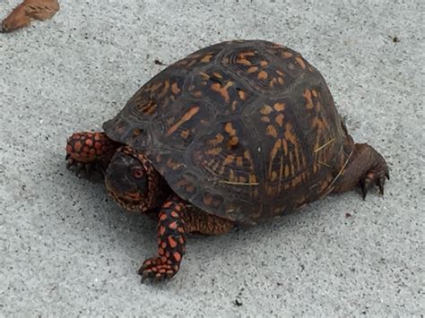 Image result for Orange Box Turtle