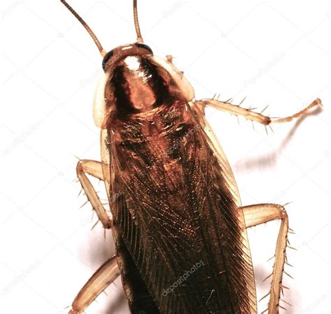 Image result for German Cockroach