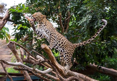 Image result for Leopard Eating Fish