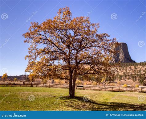 Image result for Is Devils Tower a Tree