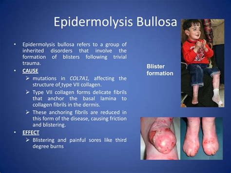 Image result for Collagen Function