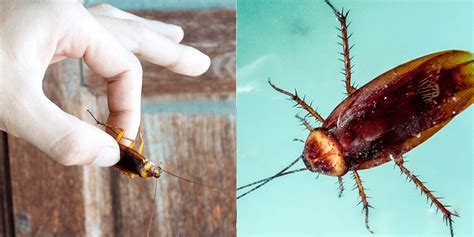 Image result for Small Flying Cockroach