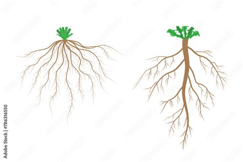 Image result for Root Structure and Function