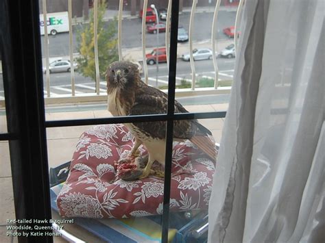 Image result for Red Tail Hawk Caatching Squirrel