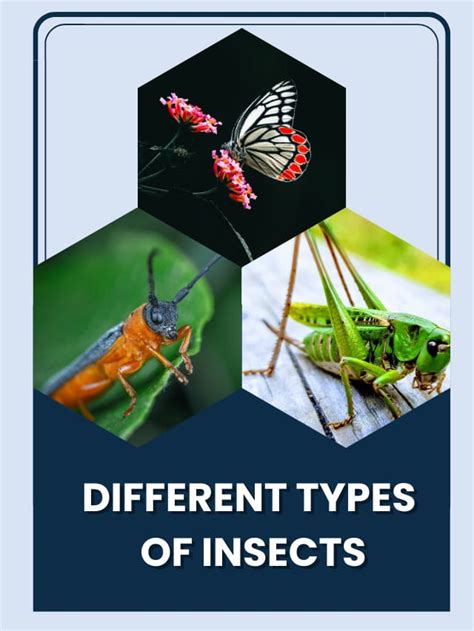 Image result for All Types of Insects