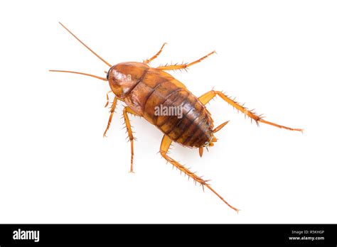Image result for Cockroach Close Up