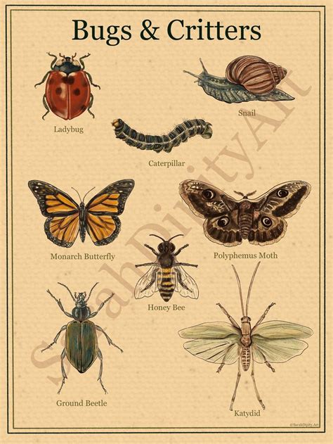 Image result for Insect Identification Book