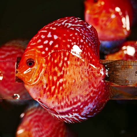 Image result for Red Rafflesia Discus