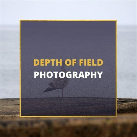 Image result for Depth of Field Photography Examples