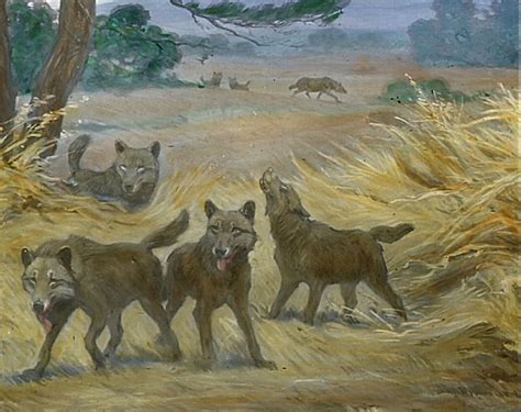 Image result for Age of Wolves