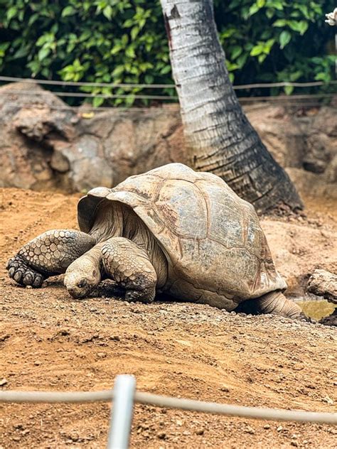 Image result for Large Tortoise