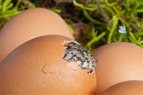 Image result for Lizard Hatching