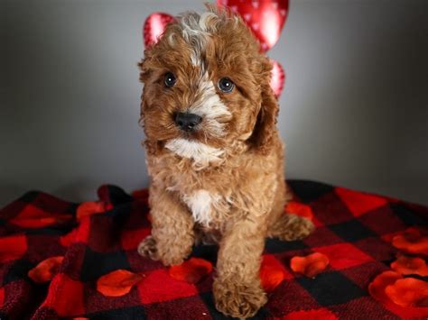 Image result for Male Cavapoo