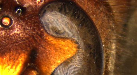 Image result for Color Shift Camera Screen